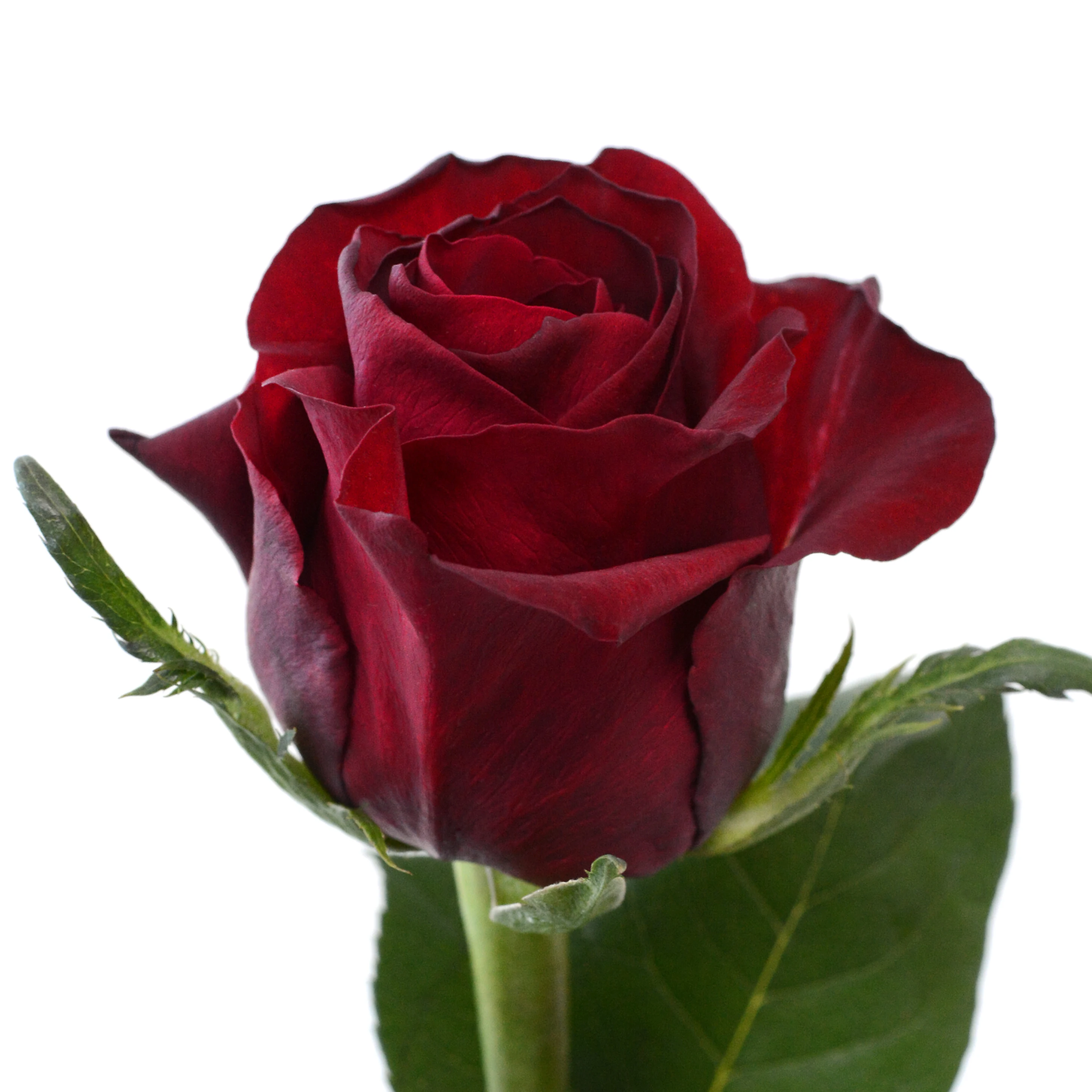 Wholesale Fresh Cut Flowers - 24 Red Roses for Valentines