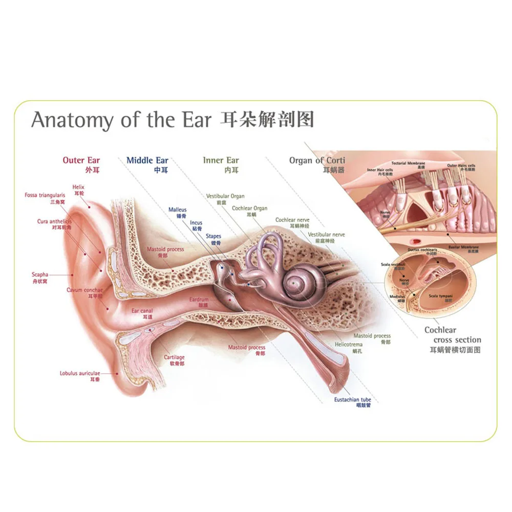 Wall-Mounted Human Ear Anatomy Diagram for Education & Display