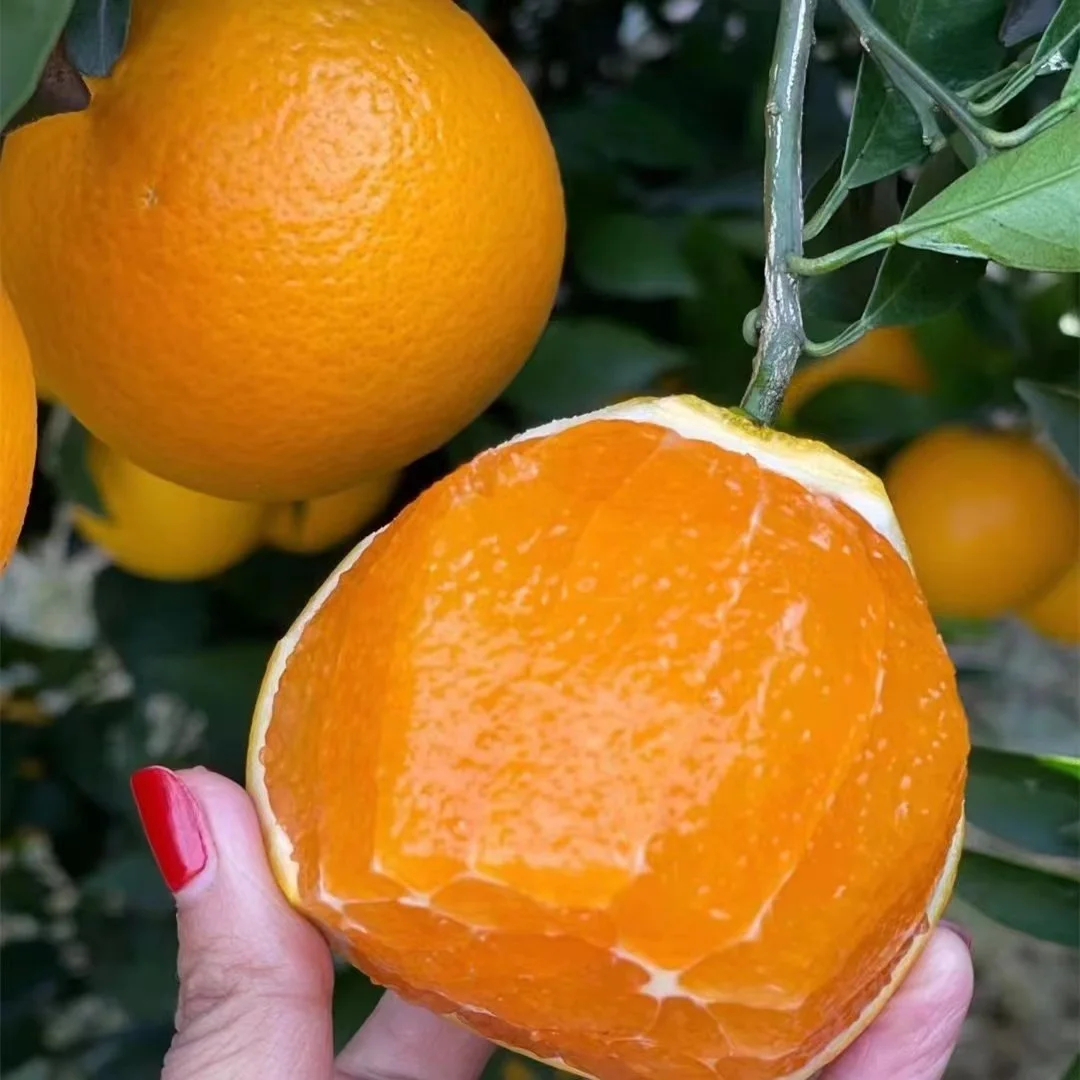 Fresh Oranges From Chinese Farm Sweet and Delicious Oranges Delicious ...