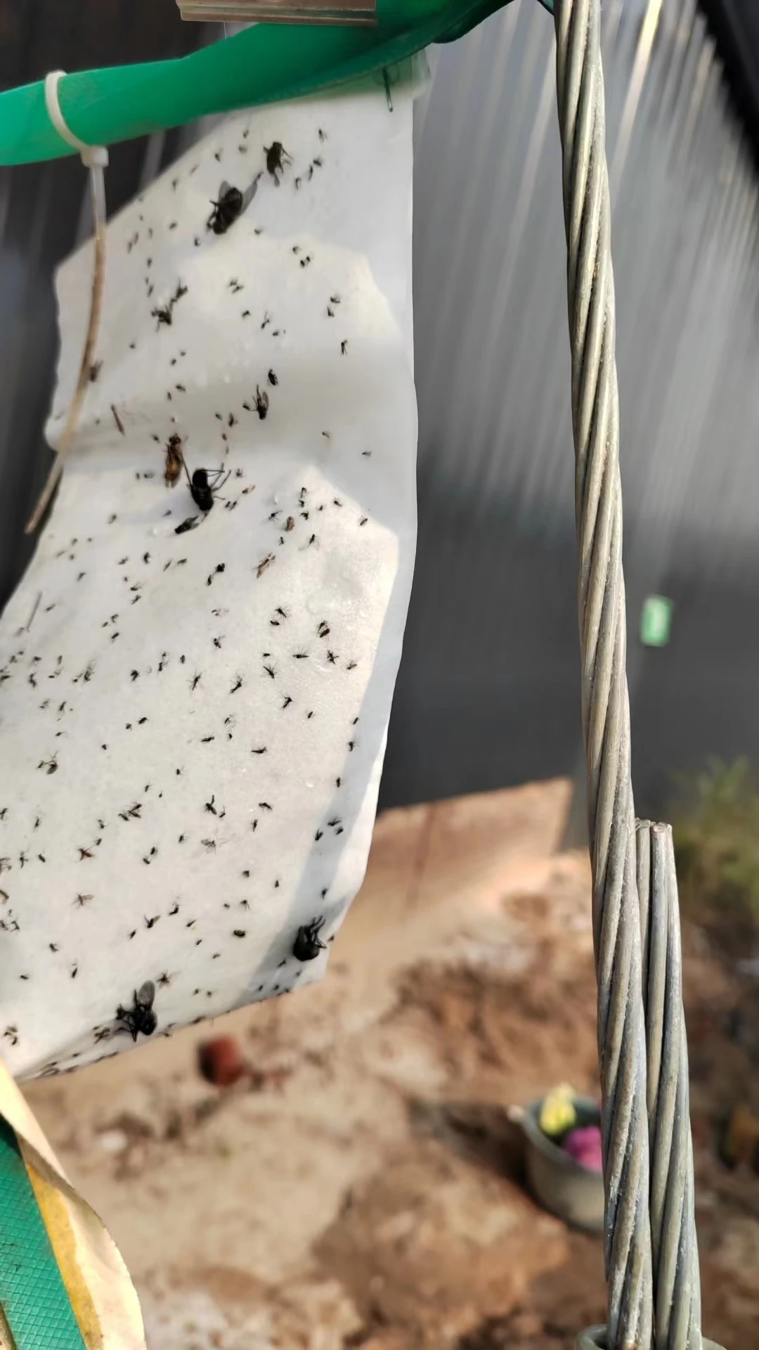 Habro Goodbye Baited Mouse Glue For Sticky Pad Board Rat - Buy Mouse ...