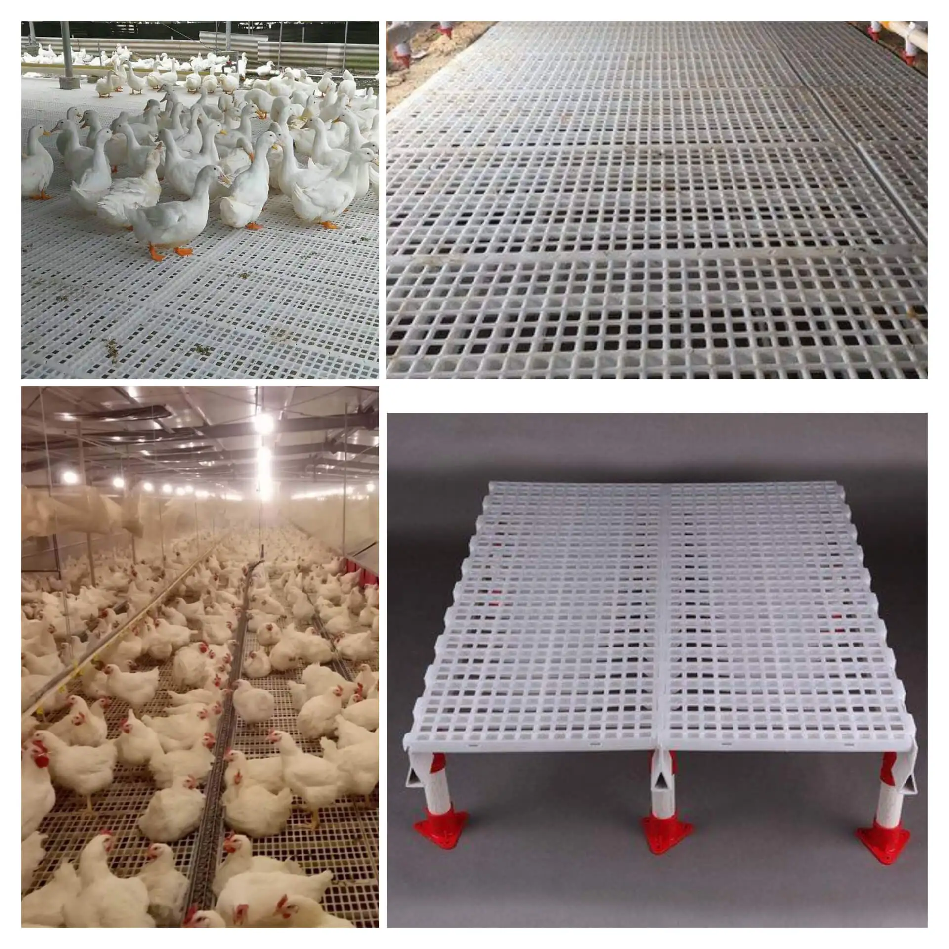Cheap Slat for Broiler - Durable Plastic Poultry Flooring