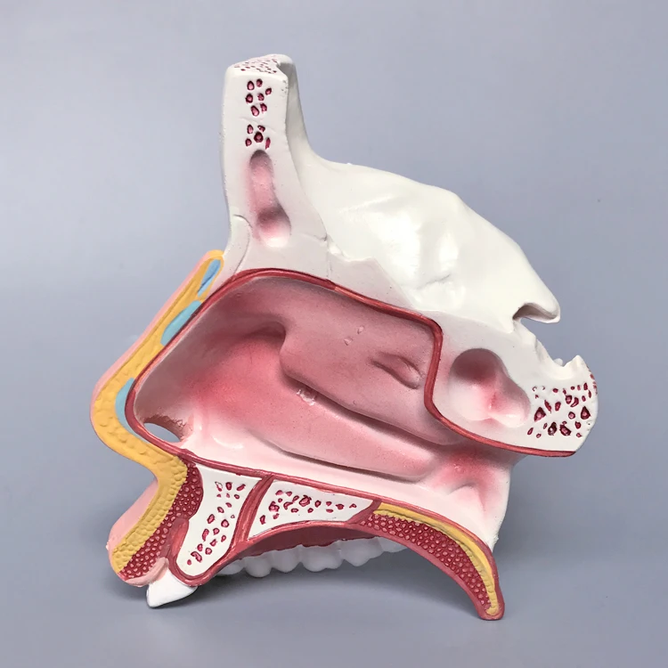 Nose Internal Structure Nasal Cavity Anatomical Model Otolaryngology ...