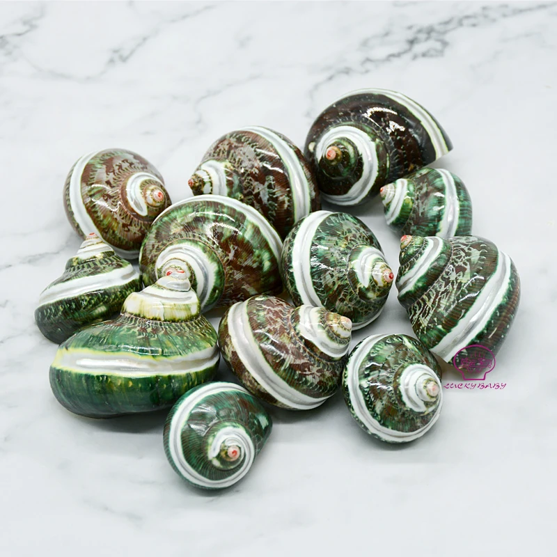 Wholesale Natura Seashell Green Conch for DIY Home Decoration| Alibaba.com