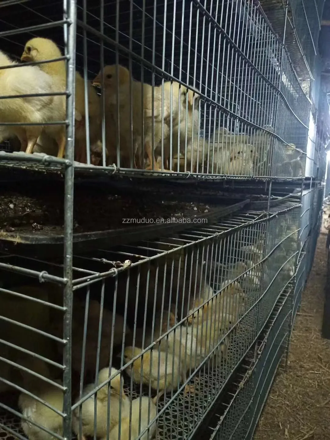 H Type Chicken Brooder Layer Cage - 4 Layers for Chicks