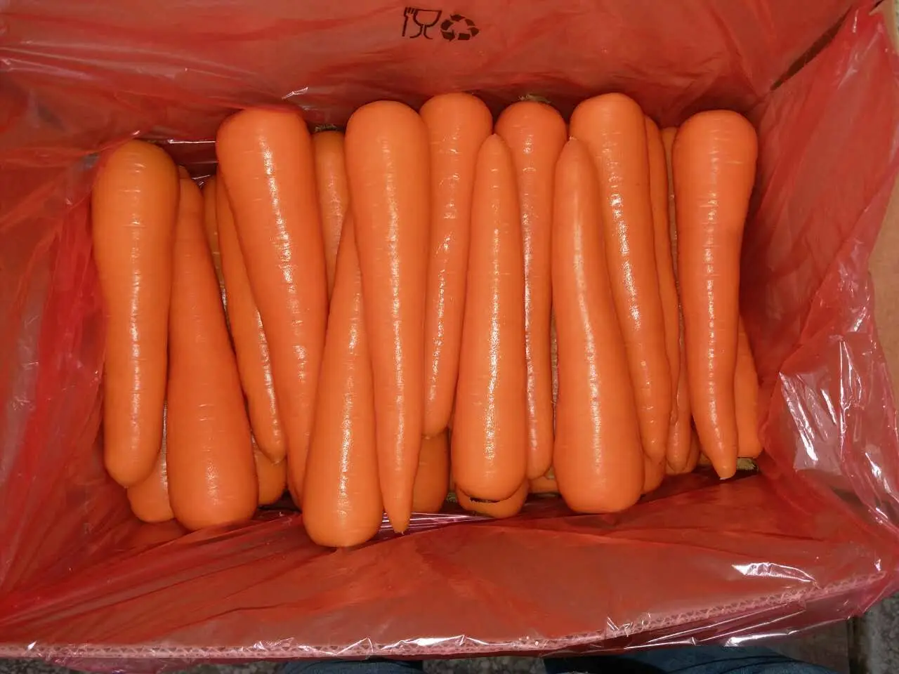 Fresh Carrot - Buy Bulk Carrot,Fresh Carrot,Fresh Carrot Product on ...