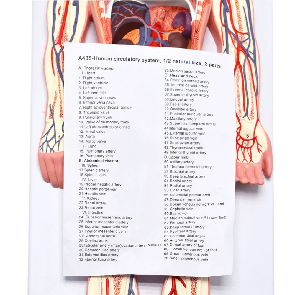 Medical Anatomy Human Circulatory System Model for Educational Study ...