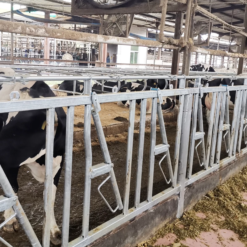 Hot Galvanized Steel Cow Head Lock for Dairy Farms