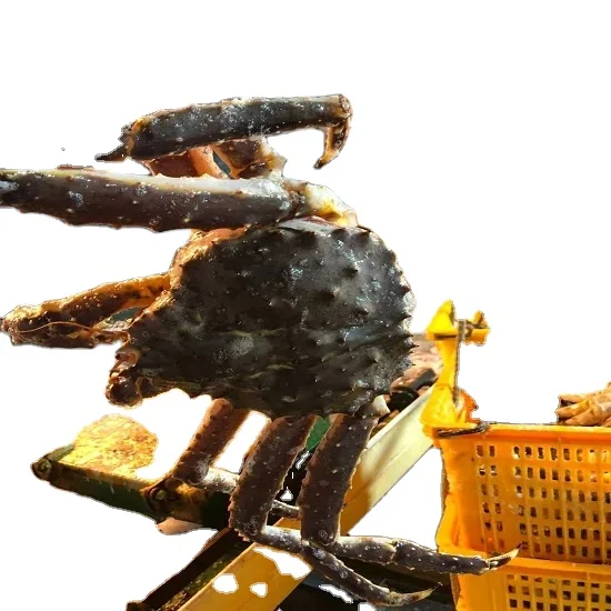 6ft Giant Live Norwegian Red King Crab Red Frozen King Crab,Live Red ...