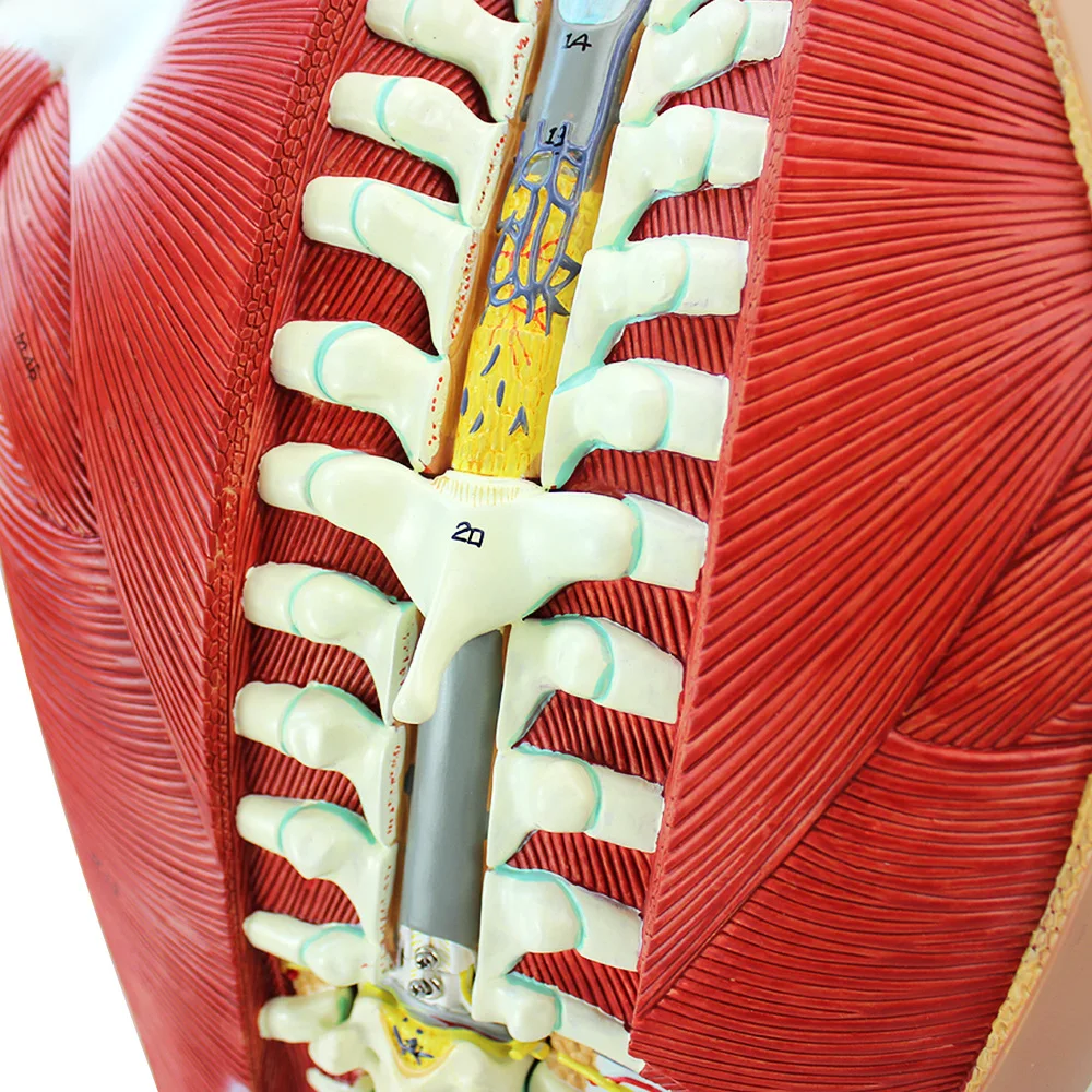 85CM Medical PVC Trunk Torso Model Human Organ System Anatomy with ...