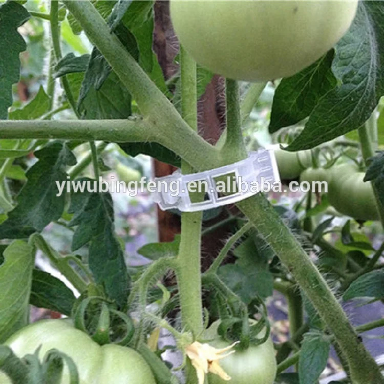 Free Sample Biodegradable Pla Tomato Plant Lock Clips For Fixed Tomato ...