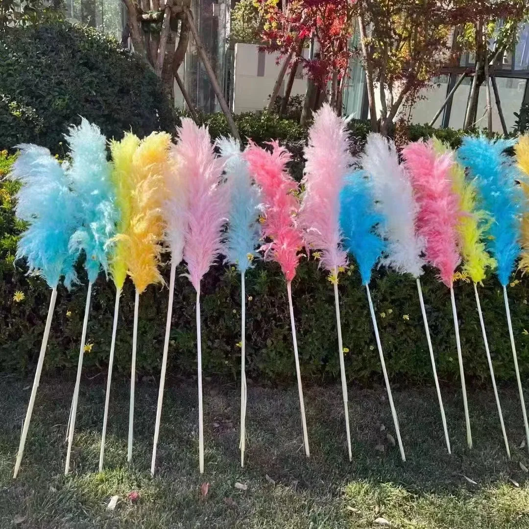 Factory Direct Natural Dried Flowers Large Beige Pampas Grass Plume for ...