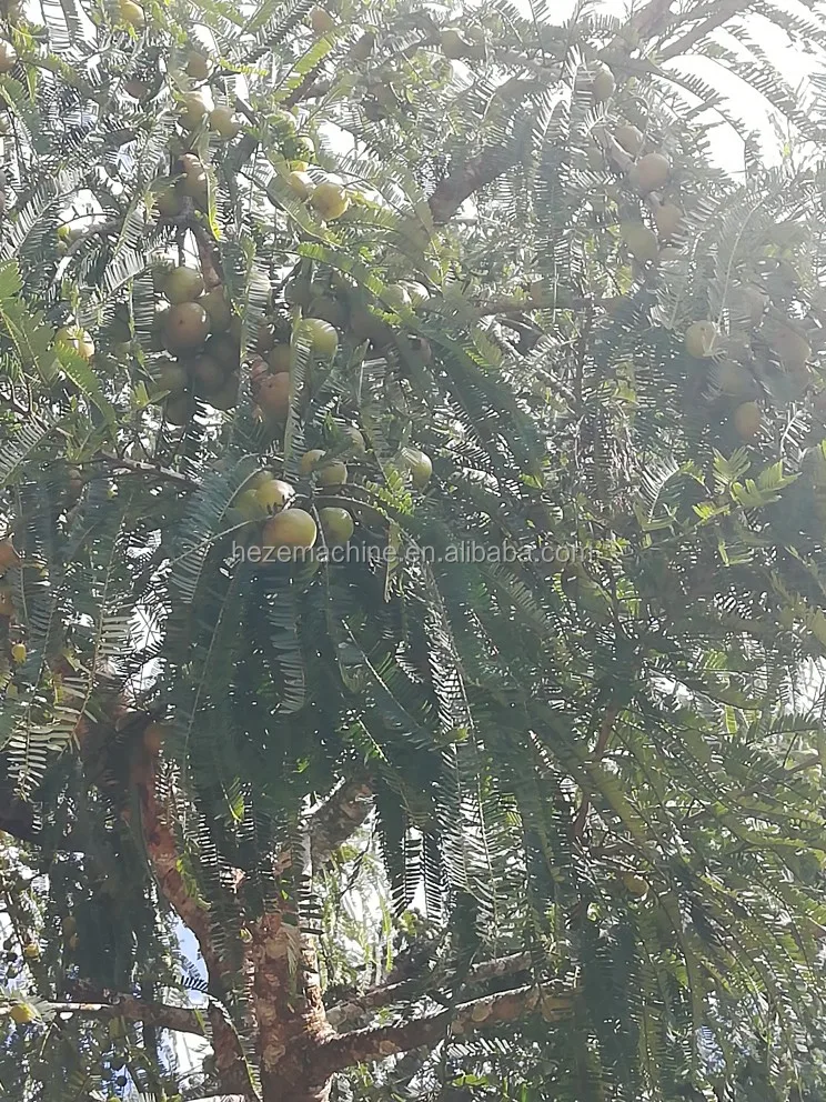 Olive Tree Shaker - High Productivity Olive Picking Tool