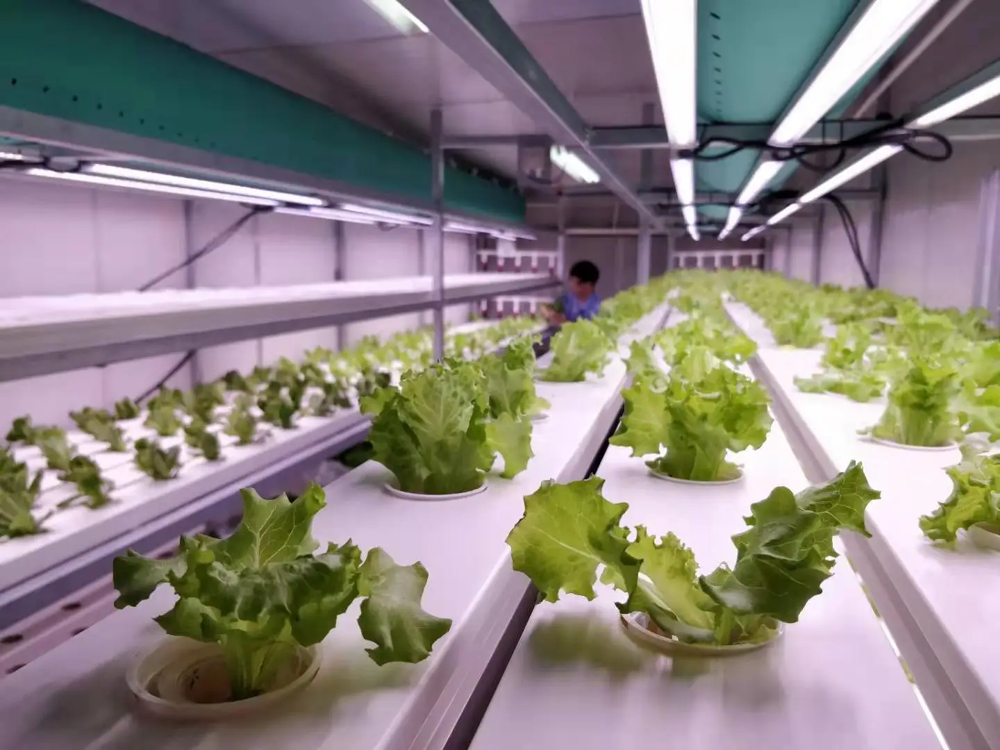 Plastic NFT Gully Hydroponic Growing System - Vertical NFT