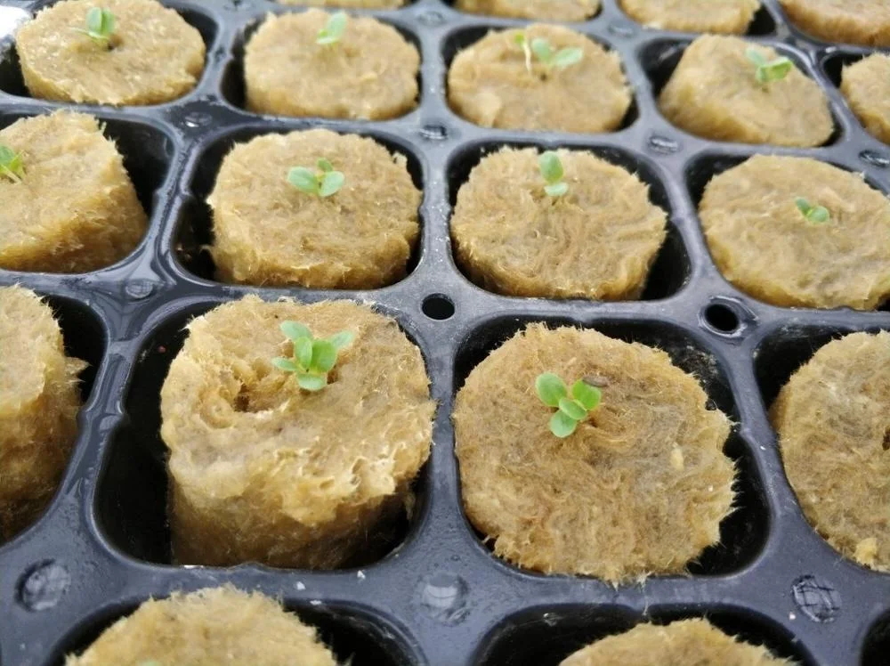 2023 Hydroponic Rock Mineral Wool With Hydroponic Mushroom Seeds ...