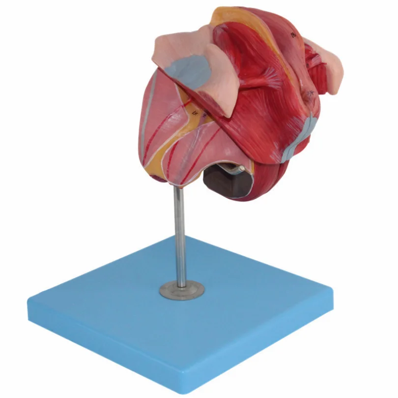Anatomical Model of the Female Reproductive System for Teaching