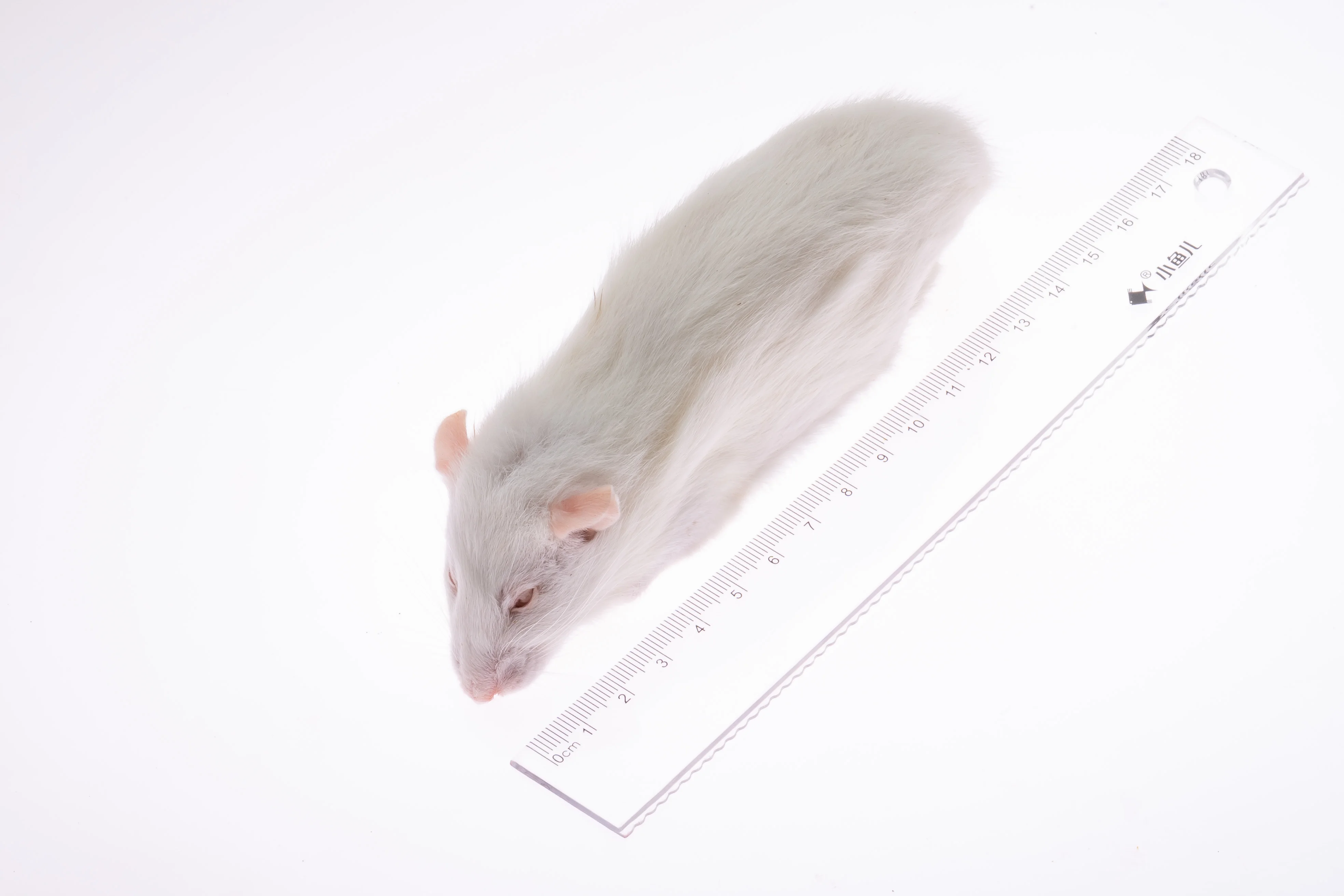 Frozen Mice for Pet Reptiles - Honfer Quality & Nutrition