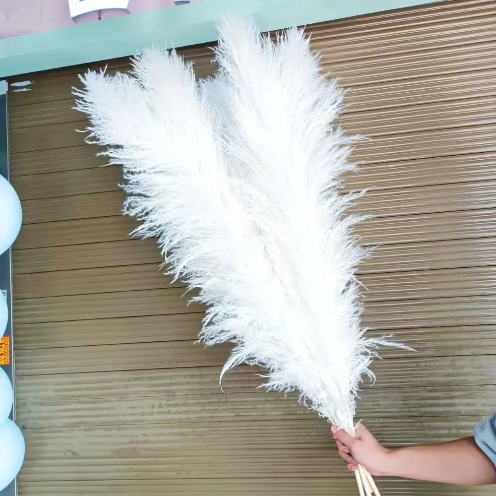 Factory Direct Natural Dried Flowers Large Beige Pampas Grass Plume for ...