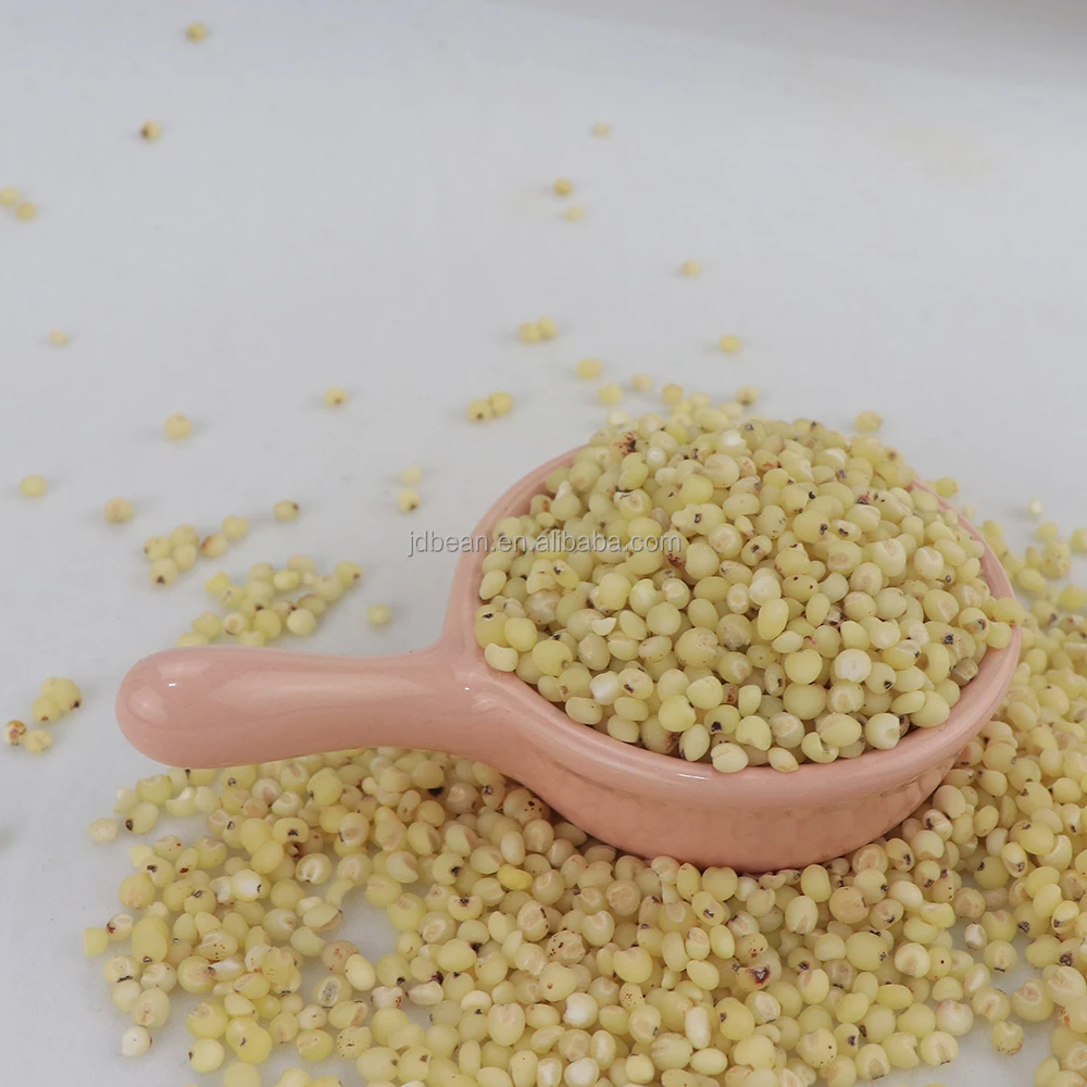 Organic Sorghum White Milo Grains Sorghum Price Pe White Sorghum - Buy ...