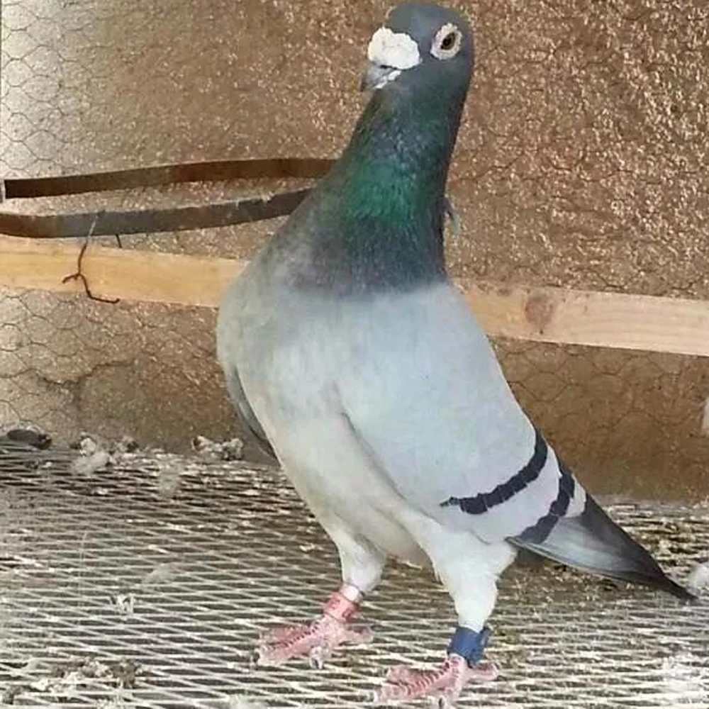 Aluminum Plastic Material Multicolor Pigeon Foot Ring With Number ...