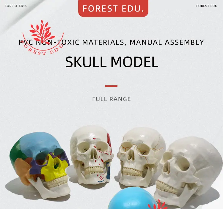 Human Skull Model Art Learning Bone All Types Beauty Medicine Anatomy ...