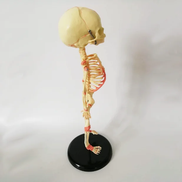 Human Baby Bones - Education with Fetal Skeleton Models