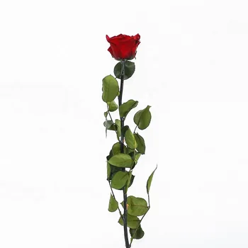 Wholesale Real Stabilized Roses Flower Preserved Rose With Stem - Buy ...