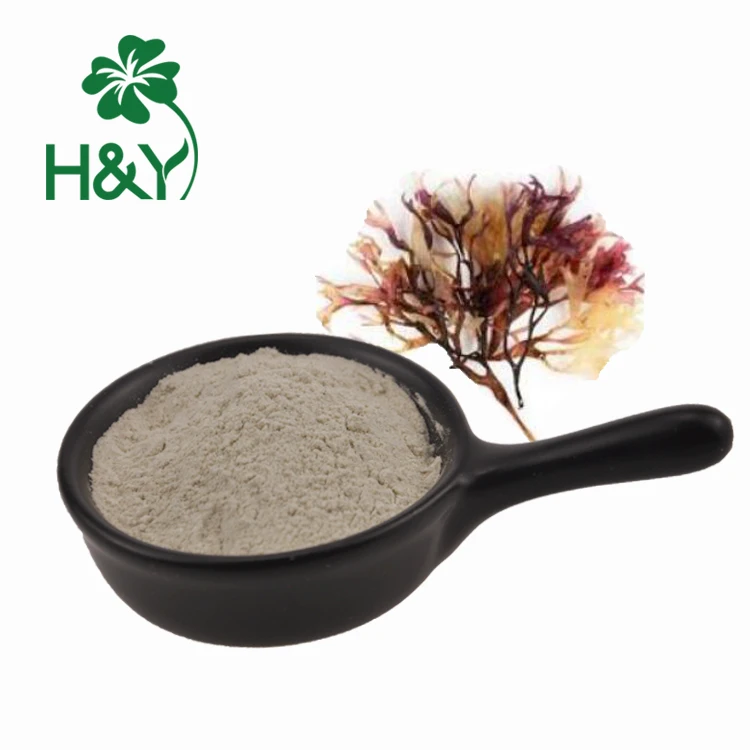 Irish Sea Moss Powder Extract - 10:1 & 20:1 Solvent Extraction
