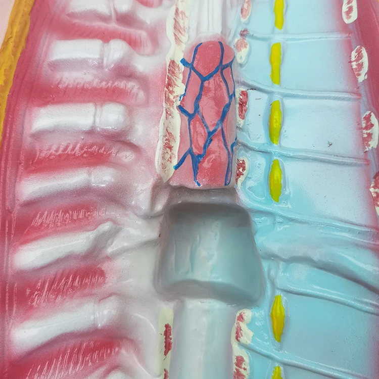 85CM Unisex Human Anatomy Model - Detailed Genital Representation