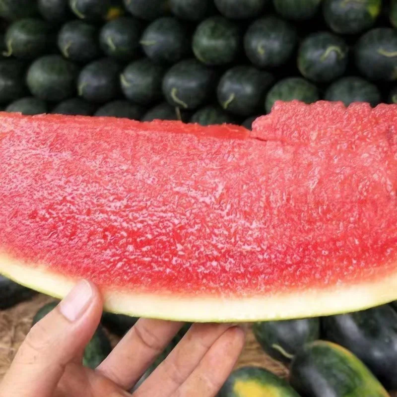 Premium Fresh Watermelon Juicy, Crispy and Sweet Organic Fresh ...