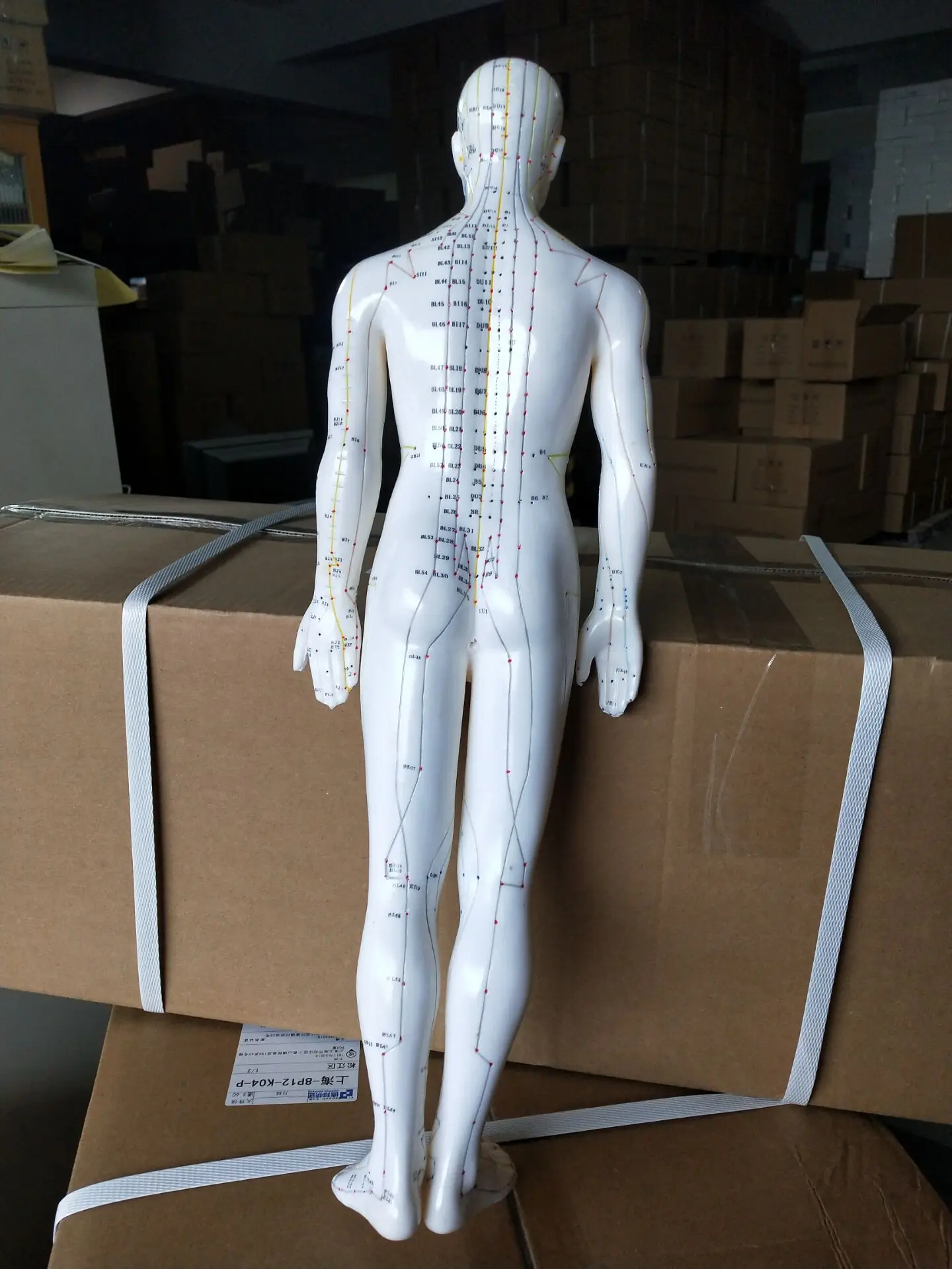 Acupuncture Point Muscle Anatomy - Human Body Model 60CM