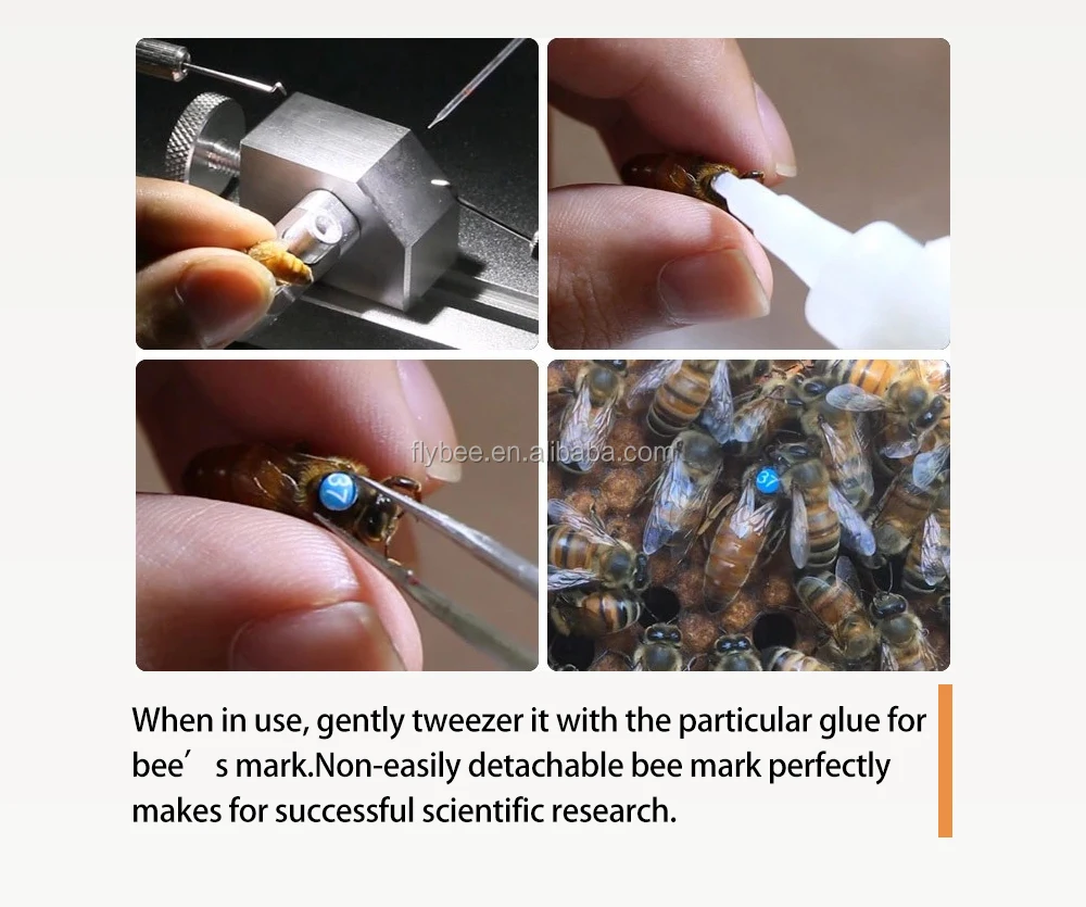 Queen Bee Marking Labels - Essential Beekeeping Tools