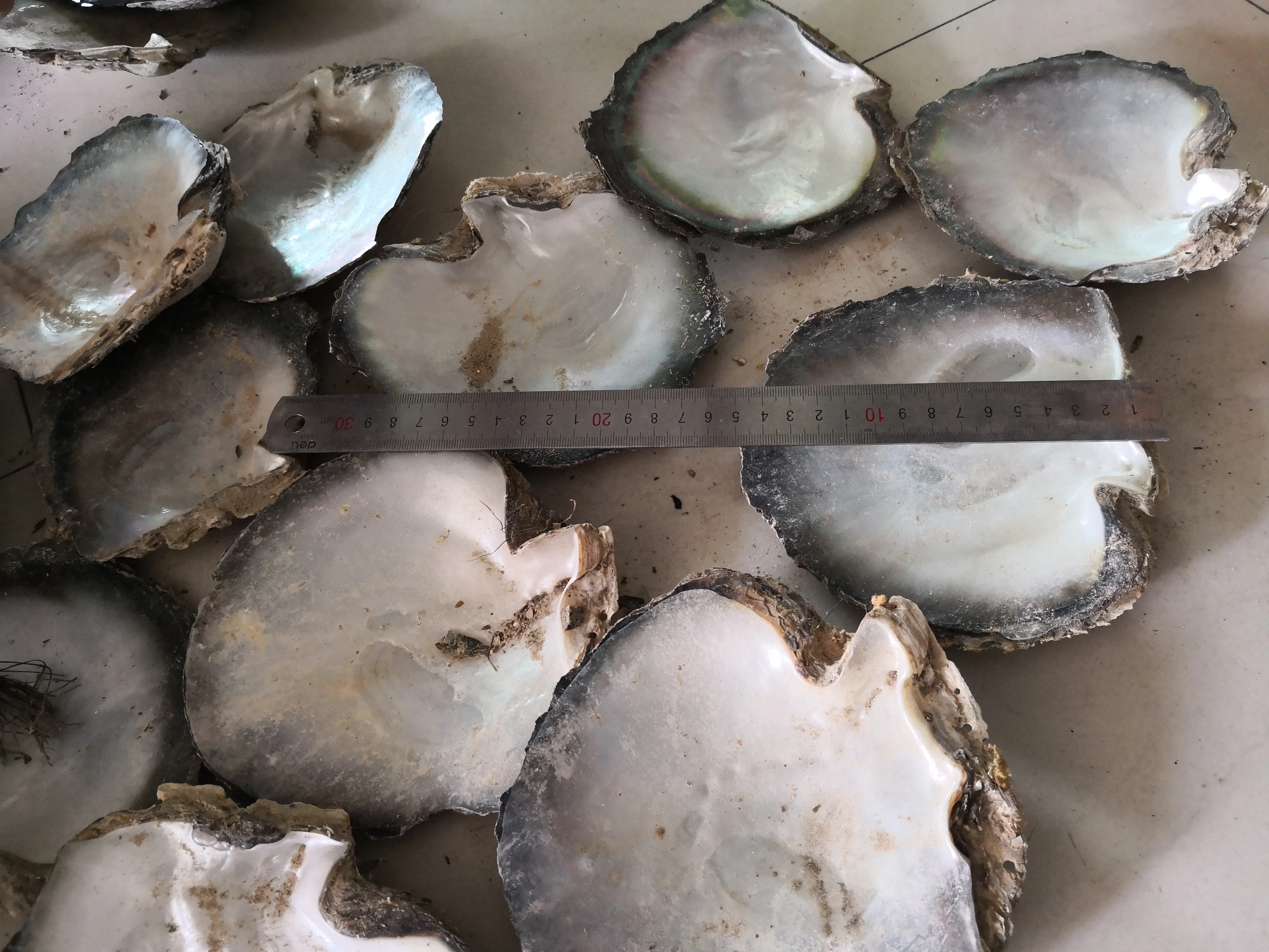 Polished Black Mop Mother Of Pearl Shell Raw Shells - Buy Polished Mop ...