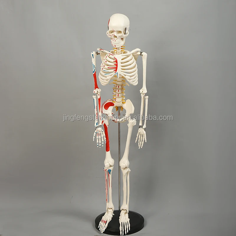 85cm Human Skeleton Model - Customized for Anatomy Teaching