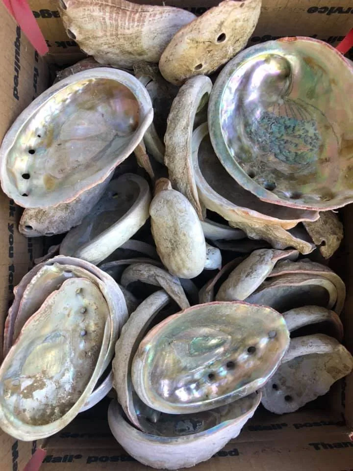 Sea Shells Crushed Abalon Shell Decoration Natural Colortriton Conch ...