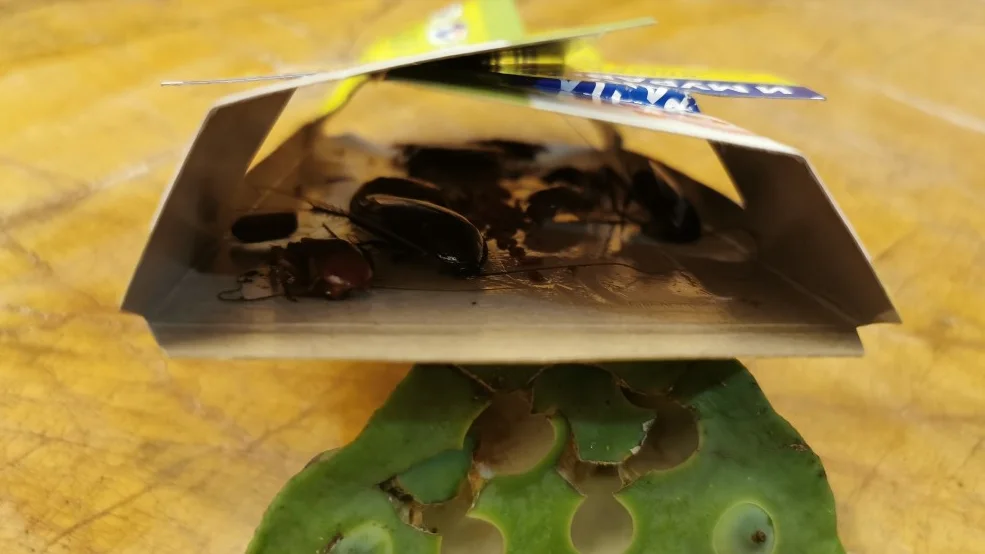 Bstw Over 10 Years Experience Strong Adhesive Cardboard Insect Trap ...