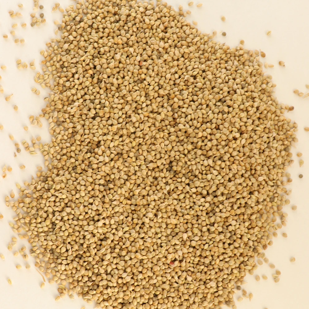 Red Yellow Green Millet in Husk for Bird Food - Organic