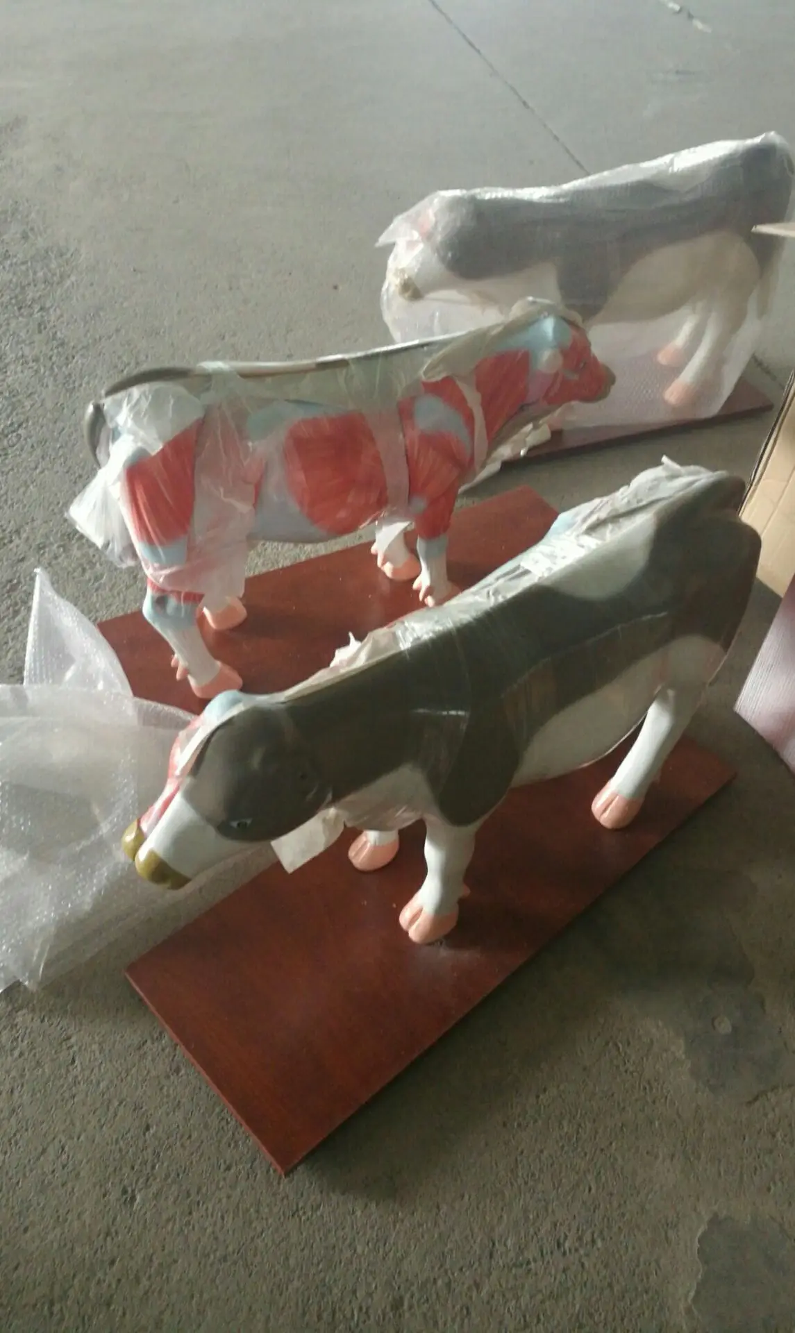 Anatomie Koe - High Quality Teaching Cow Model for Students