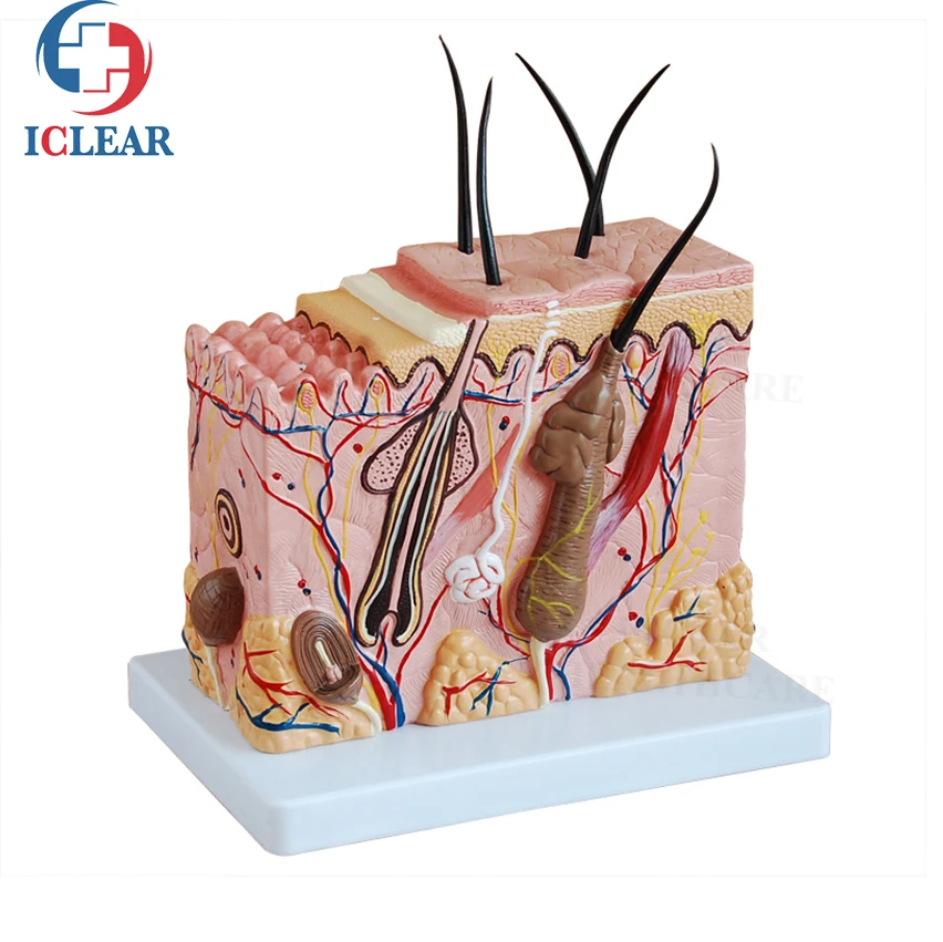 Medical Human 3d Skin Anatomy Model Training Skin Model - Buy 3d Skin ...