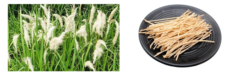 Imperata Cylindrica Extract - Lalang Grass Rhizome Powder