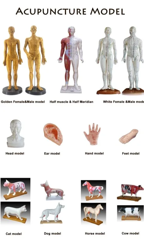 Chinese Acupuncture Model - Female Body for Meridian Points