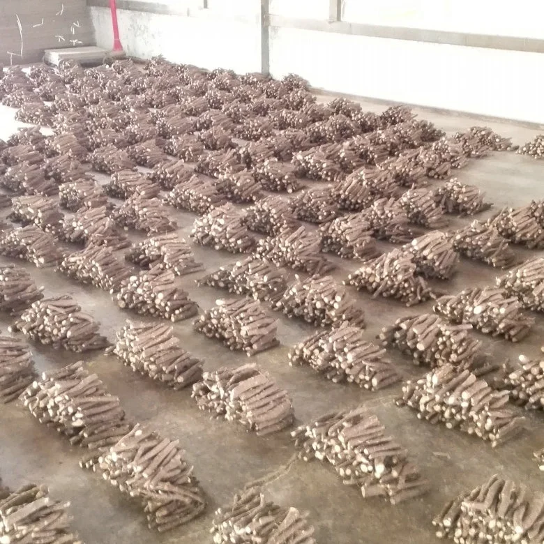 China Hybrid Paulownia Breeding Material - Elongated Root