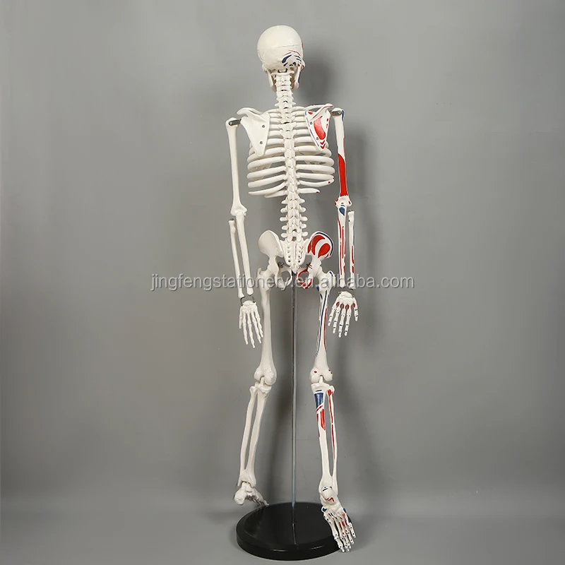 85cm Human Skeleton Model - Customized for Anatomy Teaching