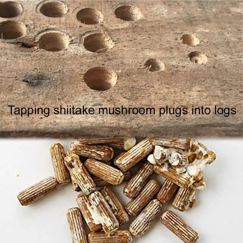 Spore Wood Drill Bit for Mushroom Logs Inoculation