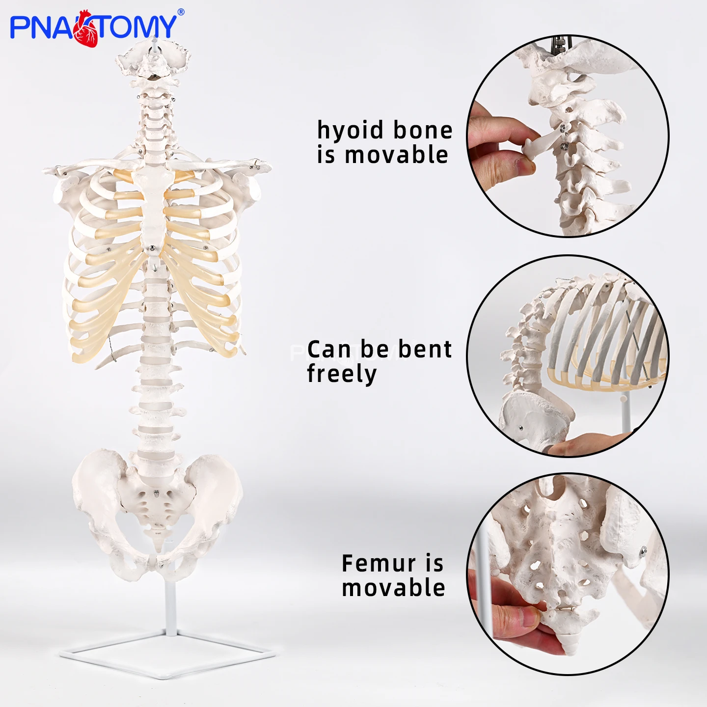 Anatomical Model of Human Trunk Skeleton with Stand Spine Ribs Pelvis ...
