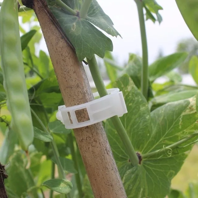 Free Sample Biodegradable Pla Tomato Plant Lock Clips For Fixed Tomato ...