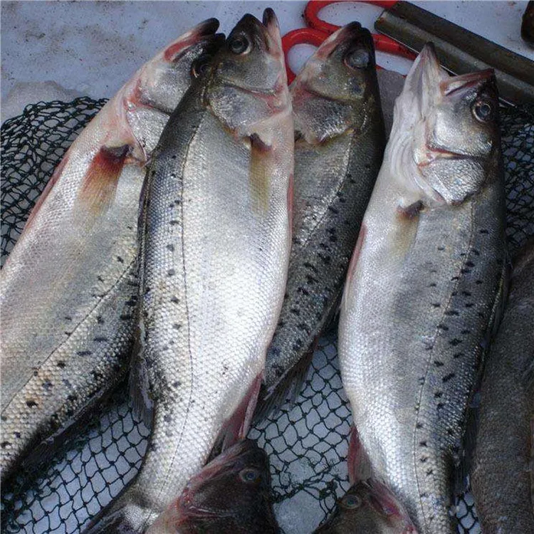 Seafood Frozen Fish Frozen Seabass Frozen Sea Bass Wholesale Price ...