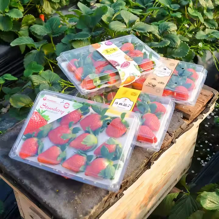 Plastic Fruit Container - Strawberry Trays with Soft Lining