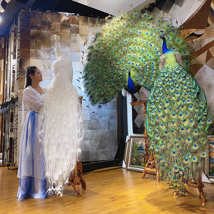 Peacock Props - Elegant Wedding and Christmas Decorations