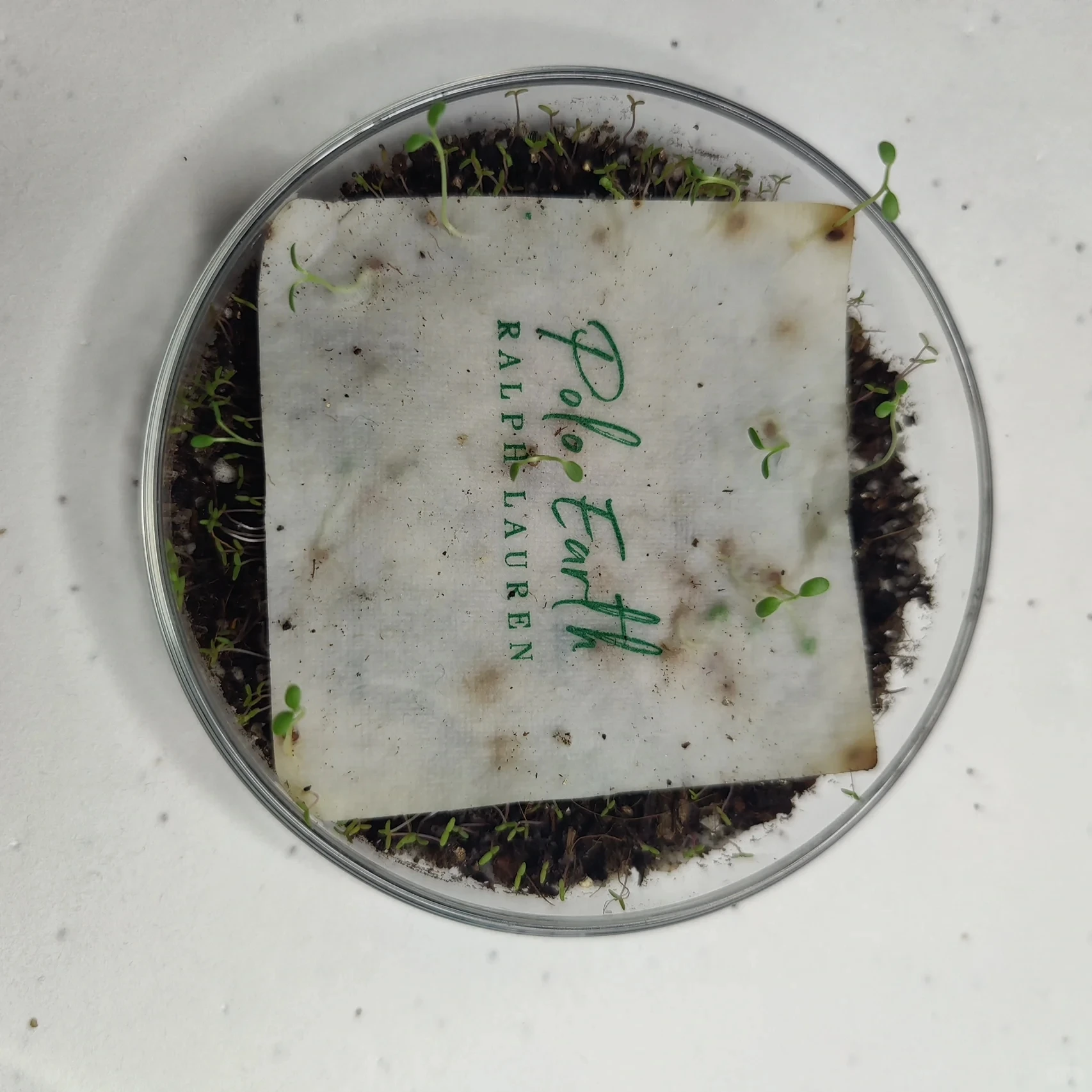 Envelop Sunflower Seeds Embedded Recycled Grow Seed Paper