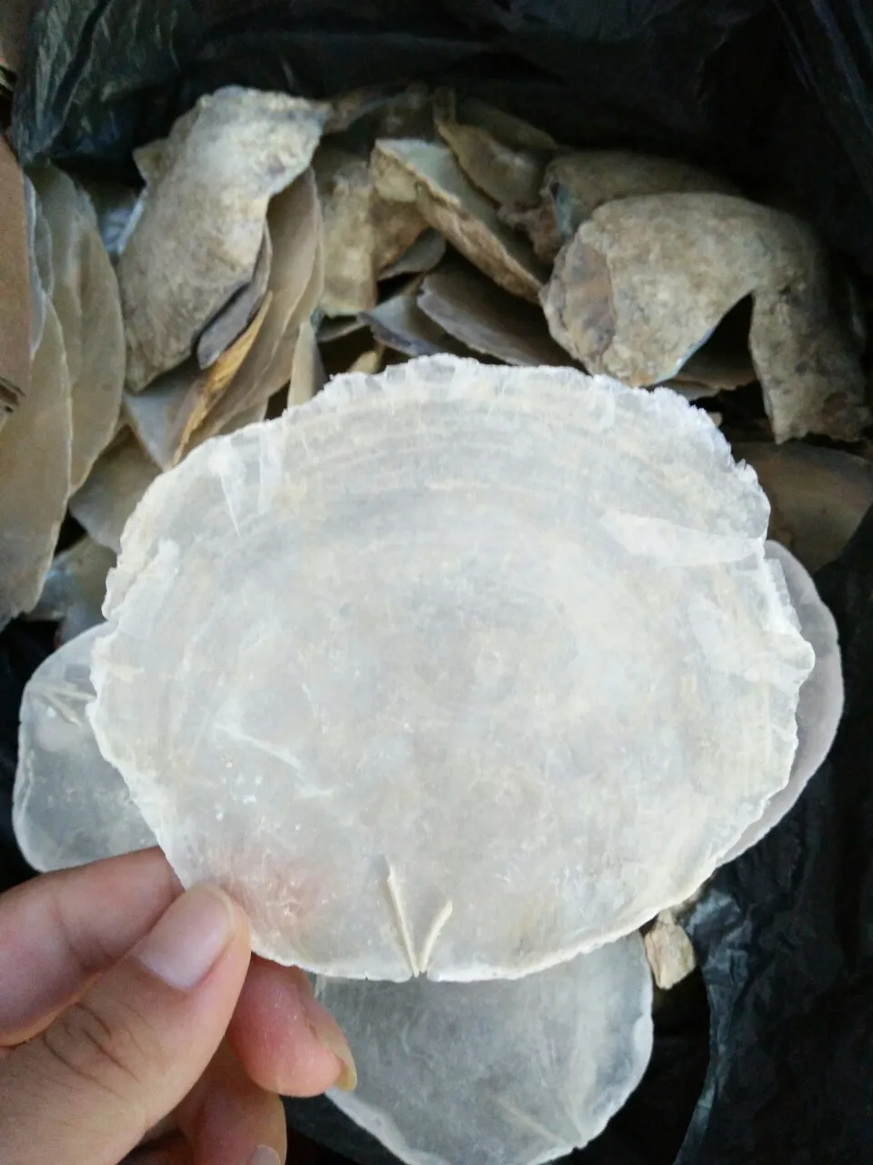 Natural Clean White Capiz Shell For Diy Handmade Shell Crafts - Buy ...